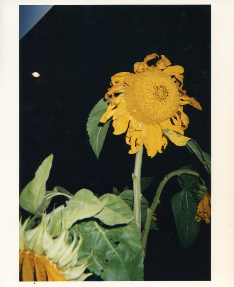 What I Did On My Summer Vacation | White Columns